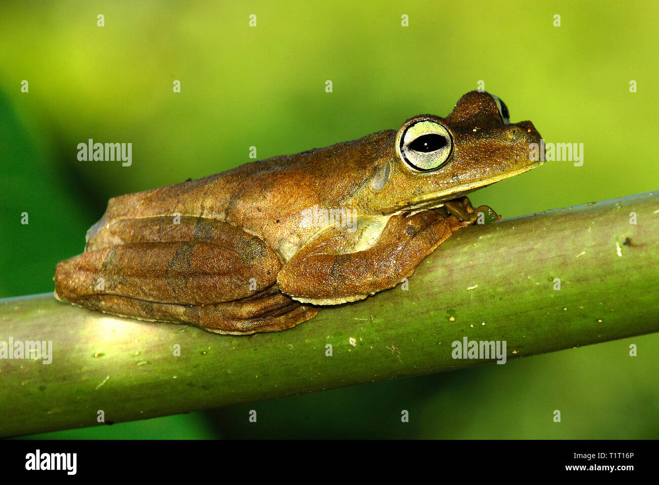 Eleutherodactylus diastem hi-res stock photography and images - Alamy