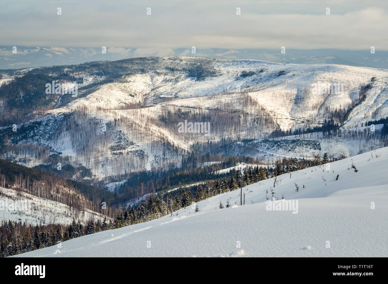 Beautiful winter fairytale landscape. Snow capped trees and slopes in ...