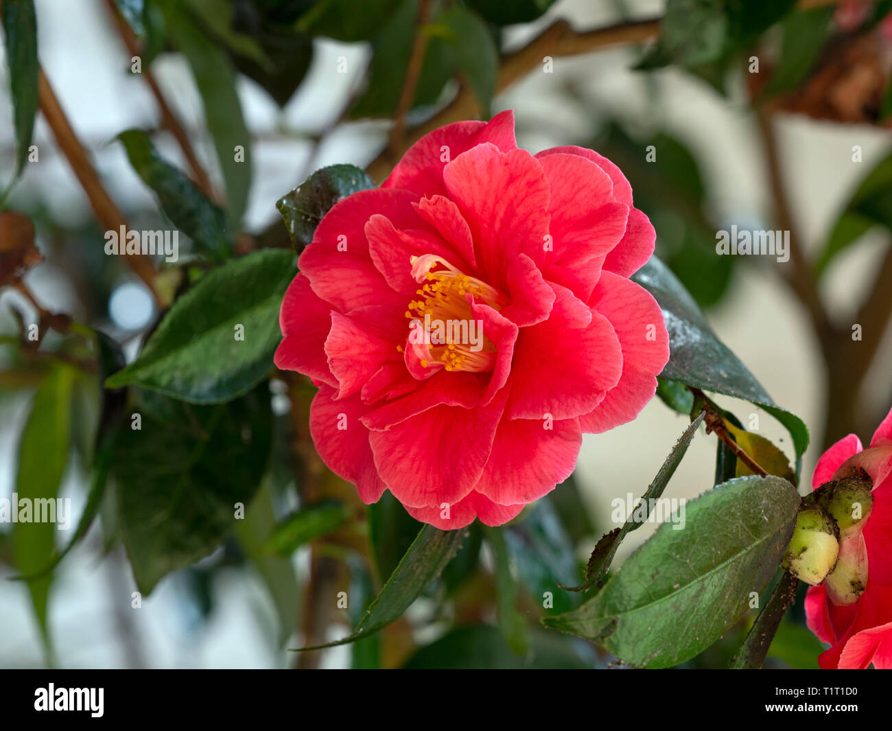Camellia japonica,common camellia, Japanese camellia Stock Photo - Alamy
