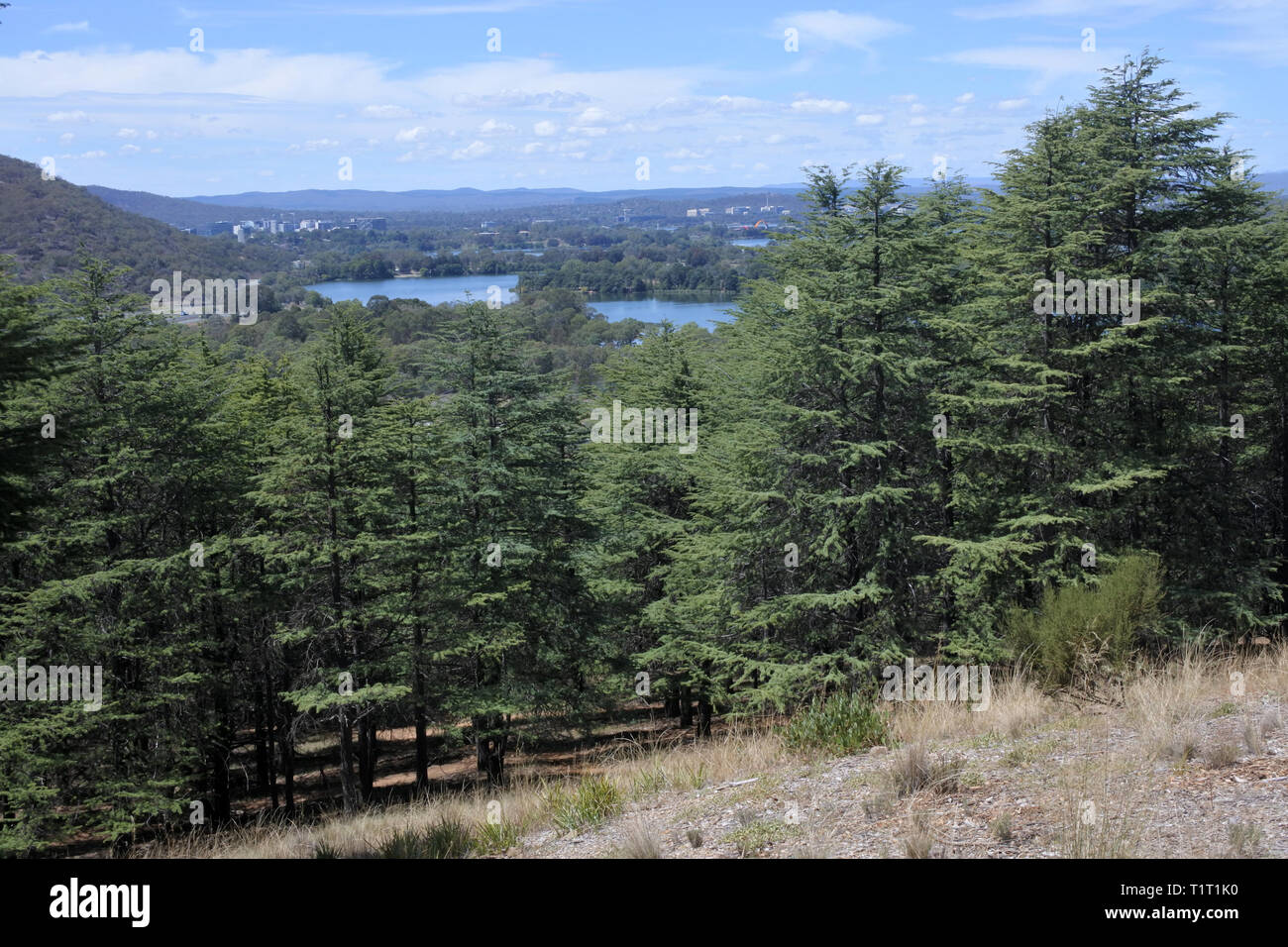 Himalayan Cedar Cedrus Deodara Forest High Resolution Stock Photography ...