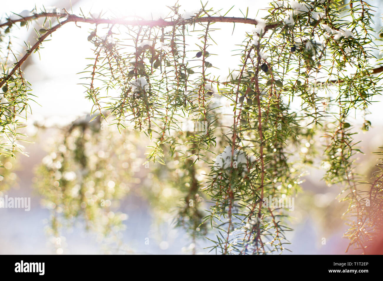 Finland. Sun shining and sparkling through the fir trees. Trail and ...