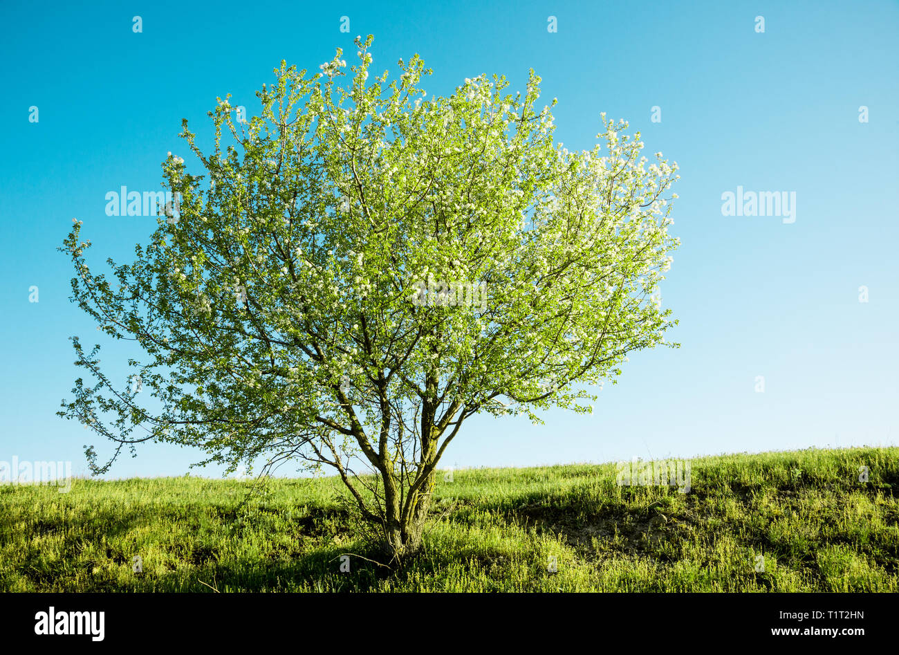 spring tree with flowers landscape Stock Photo - Alamy