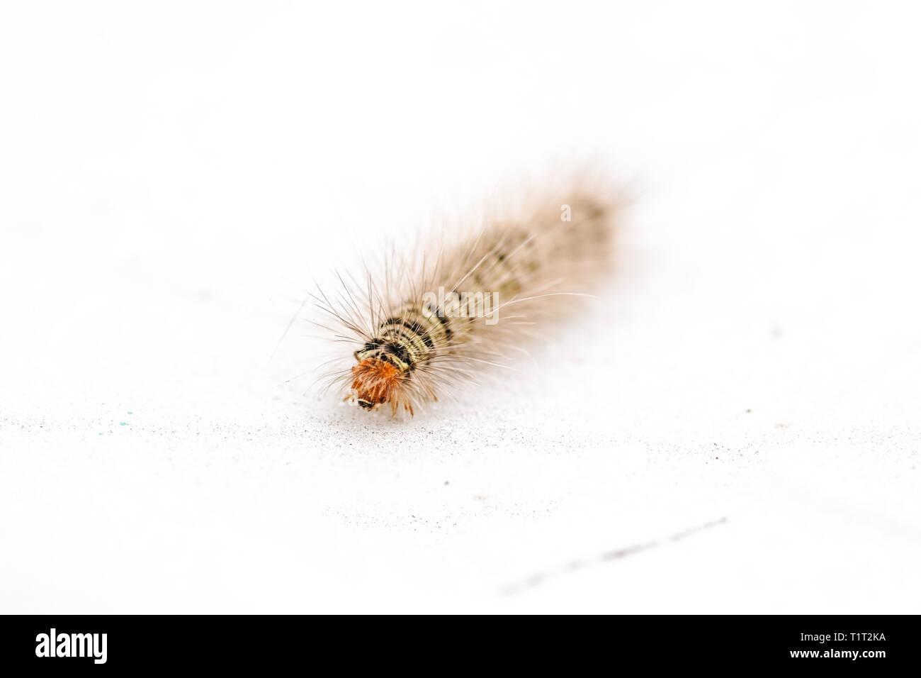 Gypsy moth caterpillar hi-res stock photography and images - Alamy
