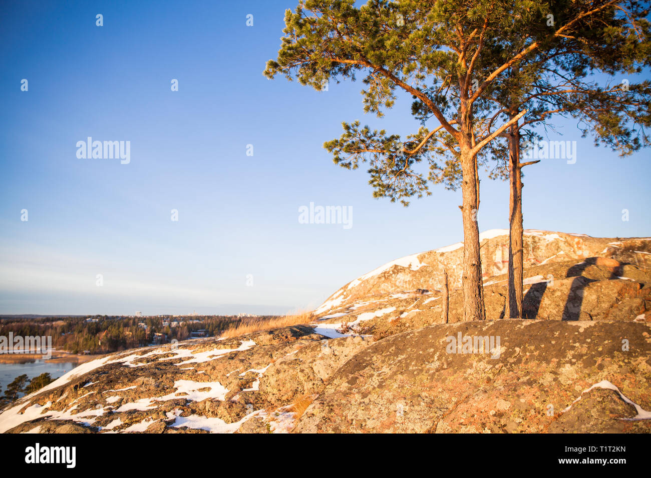 Finnish pine forest finland hi-res stock photography and images - Alamy