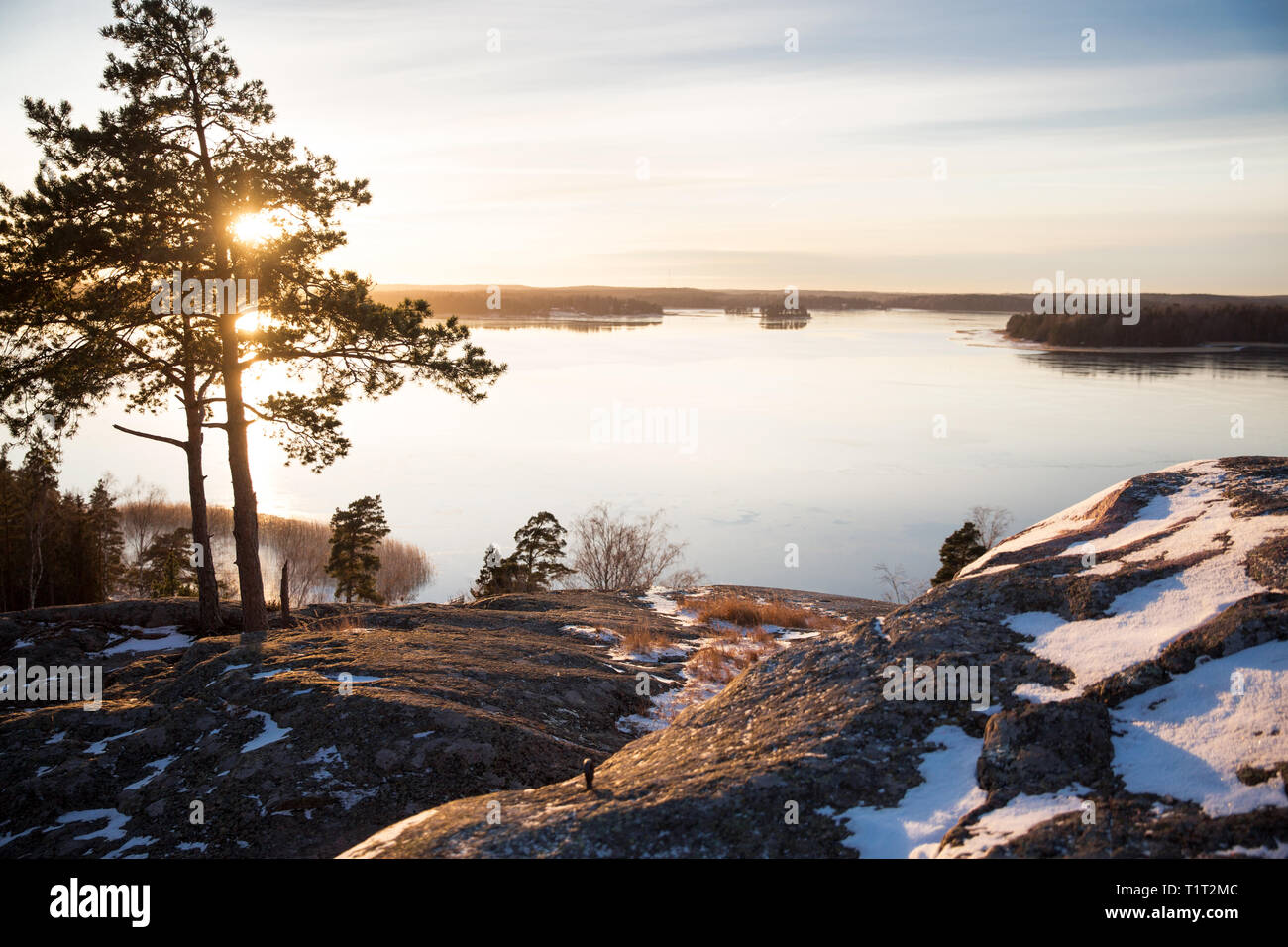 Finnish pine tree hi-res stock photography and images - Alamy