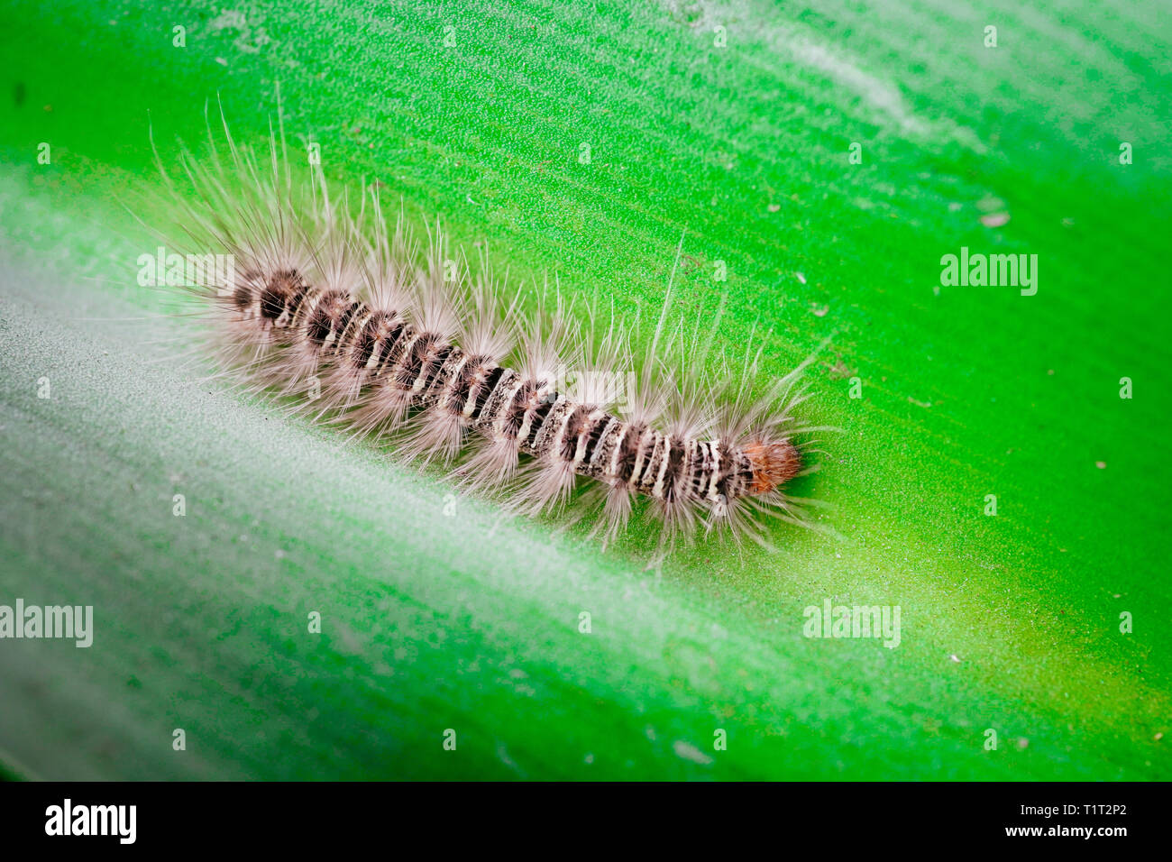 Gypsy moth larva caterpillars hi-res stock photography and images - Alamy