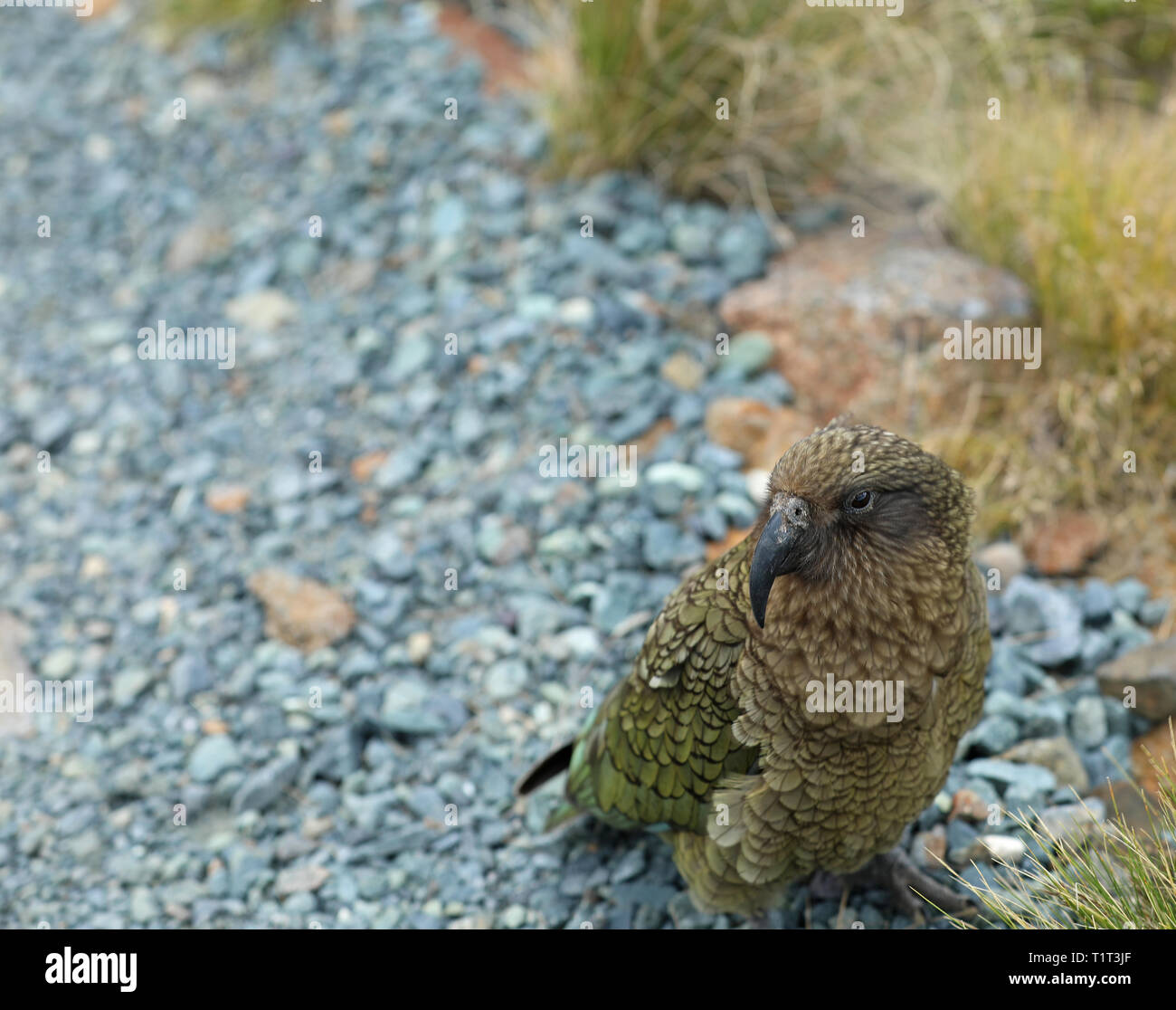 Wild Kea Parrot in the mountains of New Zealand Stock Photo - Alamy
