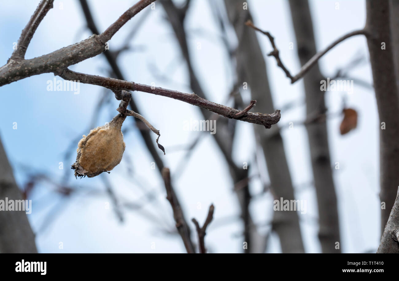 Rotten Quince High Resolution Stock Photography and Images - Alamy