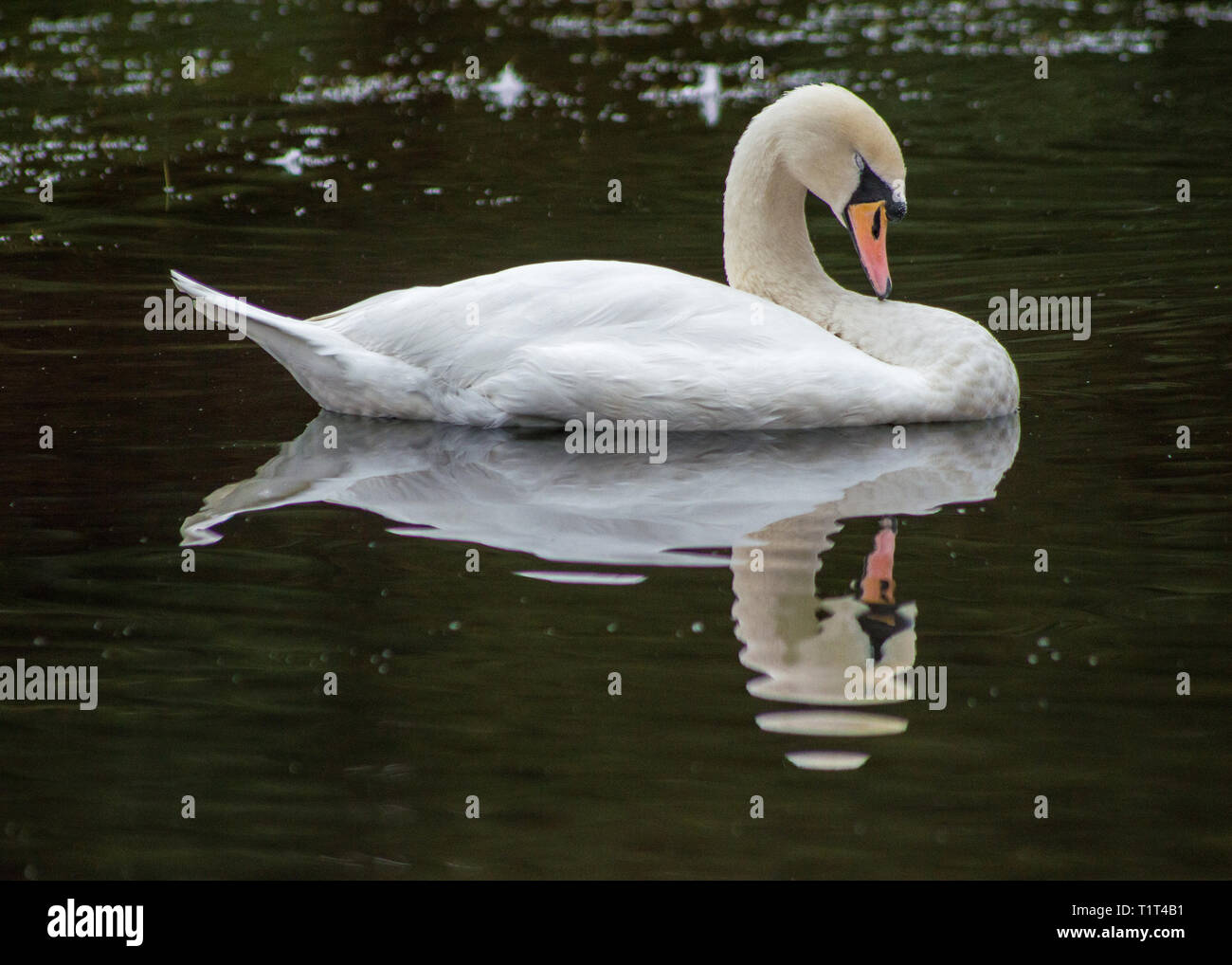 Swan looking at itself in the reflection Stock Photo - Alamy