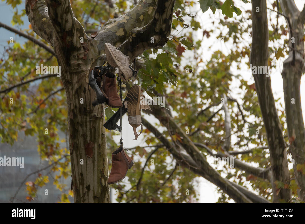 Footwear in tree hi-res stock photography and images - Alamy