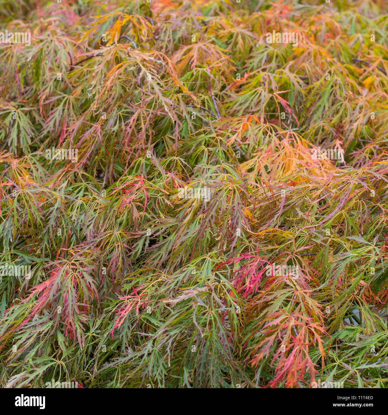 Weeping maple tree hi-res stock photography and images - Alamy