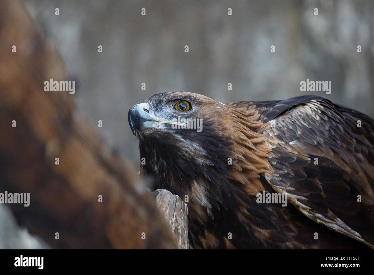 Golden eagle caught a mouse and eats it on a branch Stock Photo - Alamy