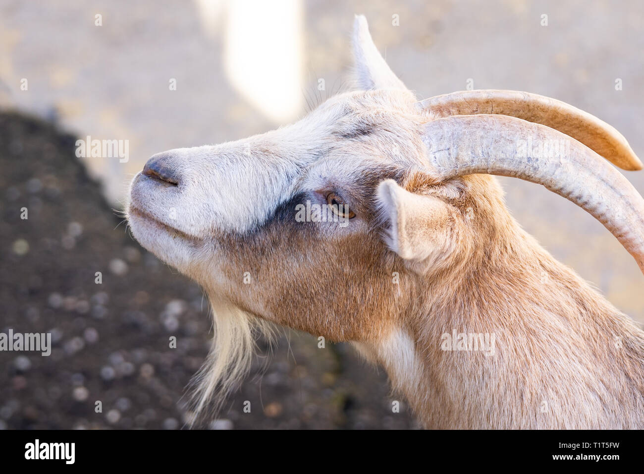 red goat basking in the sun at the zoo Stock Photo - Alamy