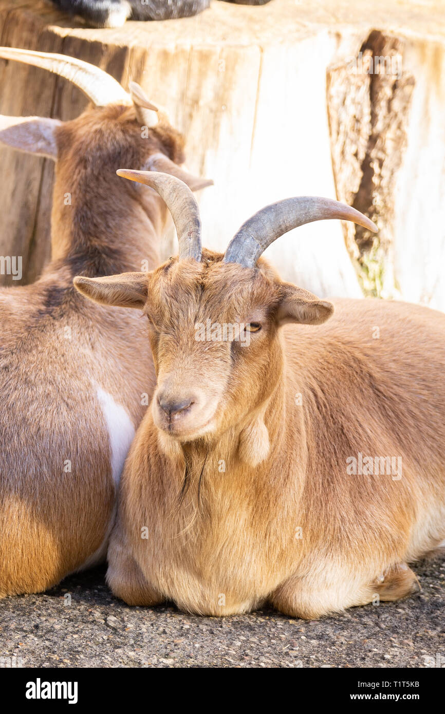 red goat basking in the sun at the zoo Stock Photo - Alamy
