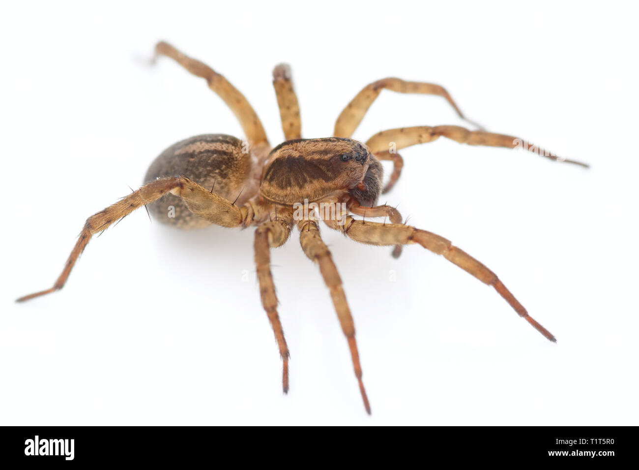 Live spider isolated on white background, macro shot Stock Photo - Alamy