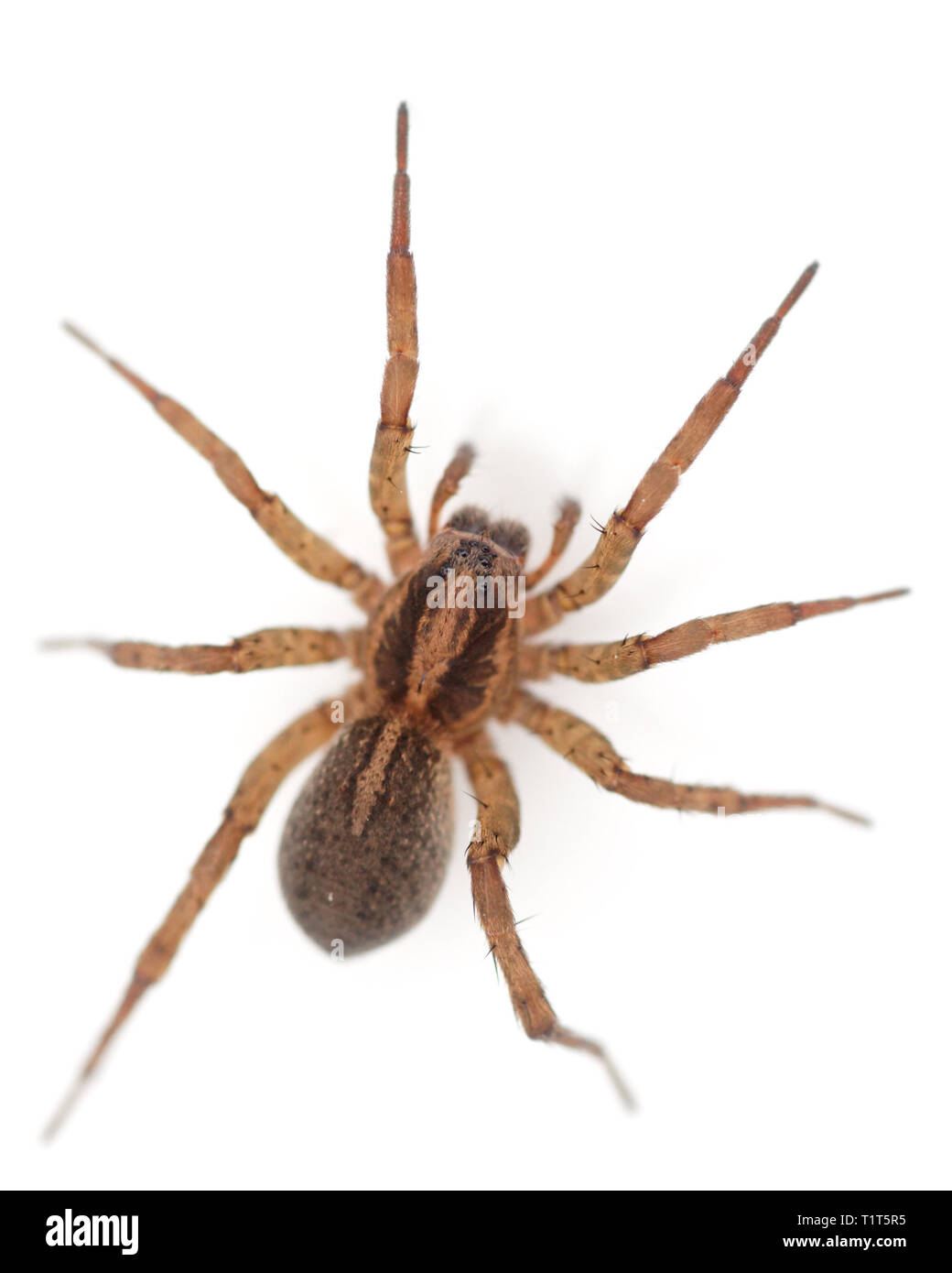 Detailed shadow Cut Out Stock Images & Pictures - Alamy