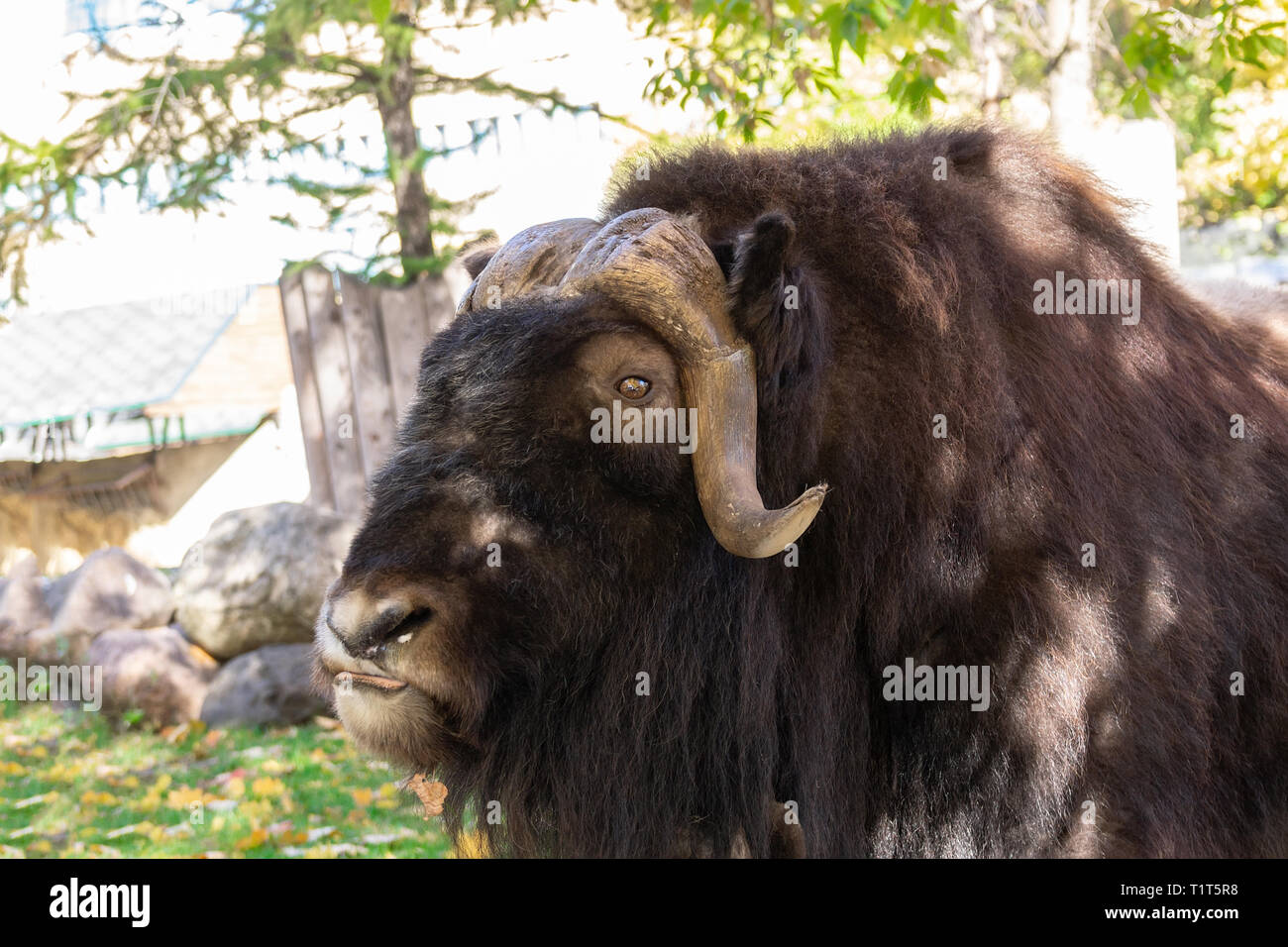 the musk ox stands in the meadow and shows his tongue Stock Photo - Alamy