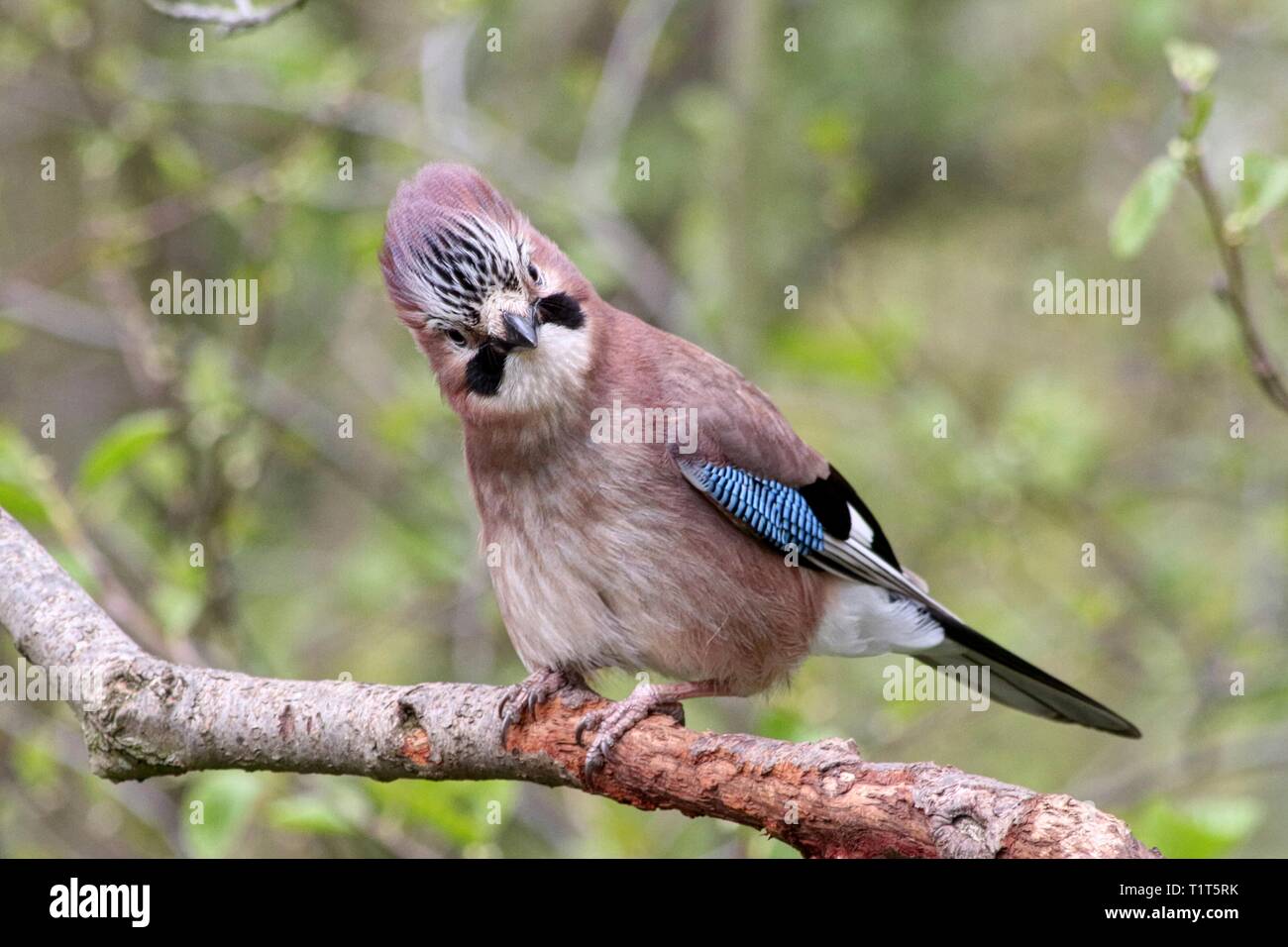 Beautiful shy Jay bird Stock Photo - Alamy