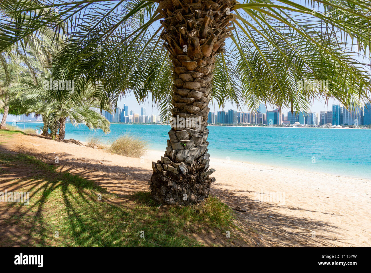 Palm tree sea and skyscrapers in Abu Dhabi Stock Photo - Alamy