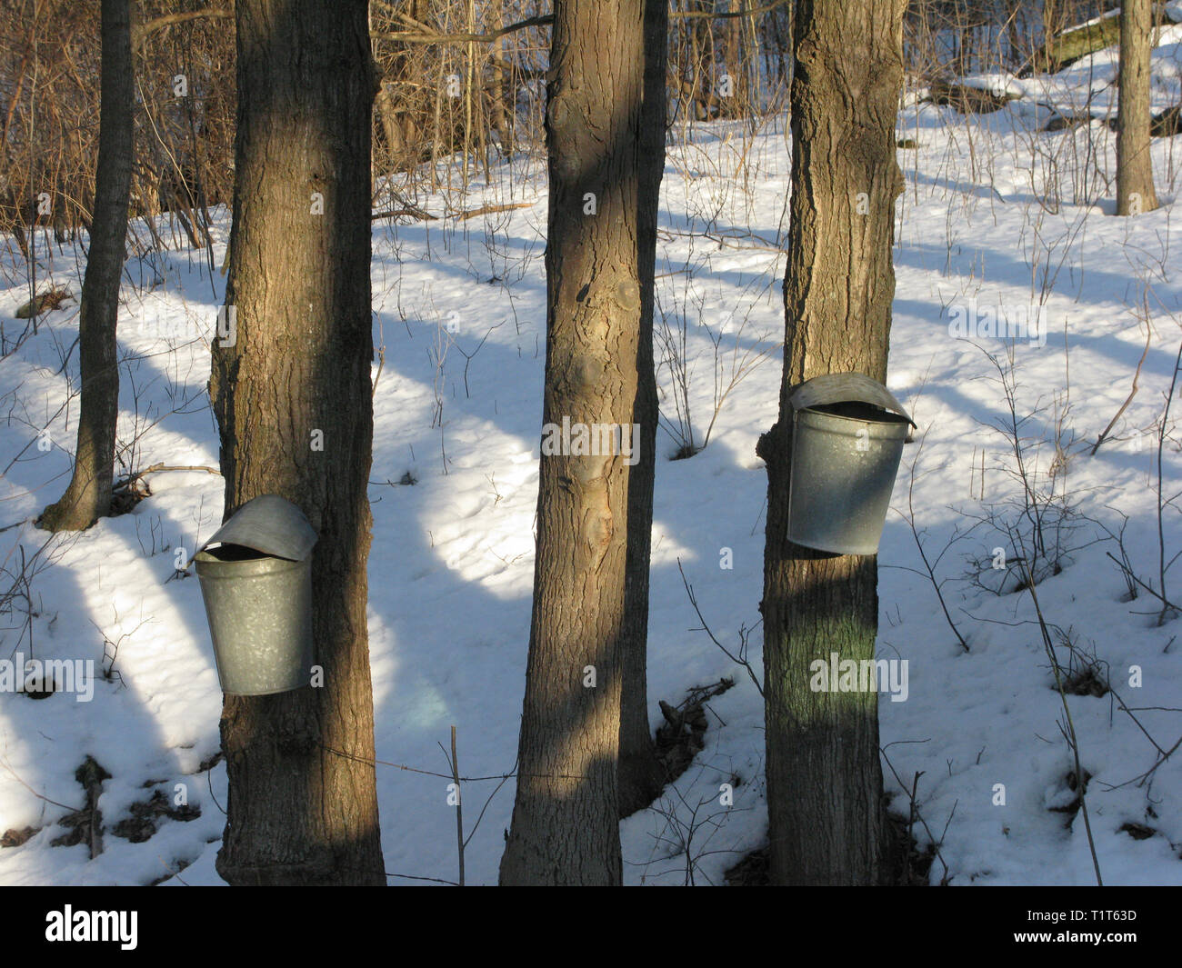 Maple trees being tapped For their sap in the early spring in rural ...