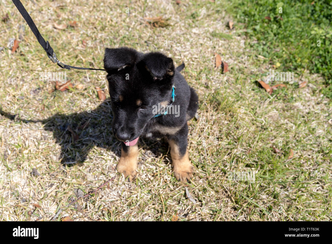 Cute playful german shepherd puppies hi-res stock photography and ...