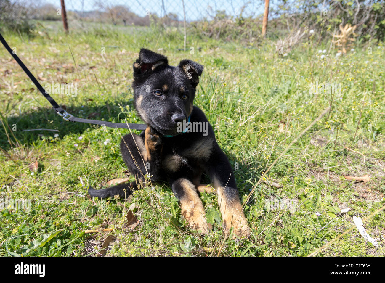 Scratching on grass hi-res stock photography and images - Alamy