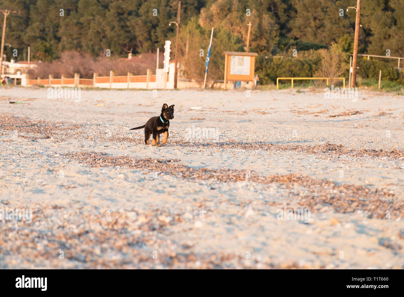 German shepherd puppy at the beach. Soft focus Stock Photo - Alamy