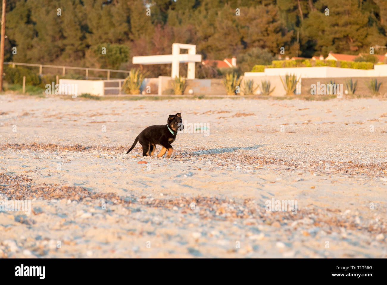 German shepherd puppy at the beach. Soft focus Stock Photo - Alamy