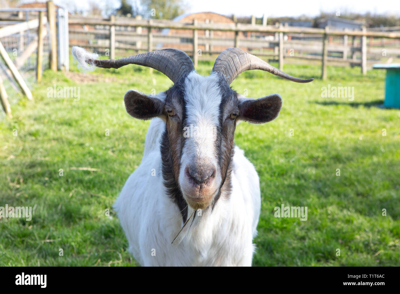 At amelia trust farm hi-res stock photography and images - Alamy