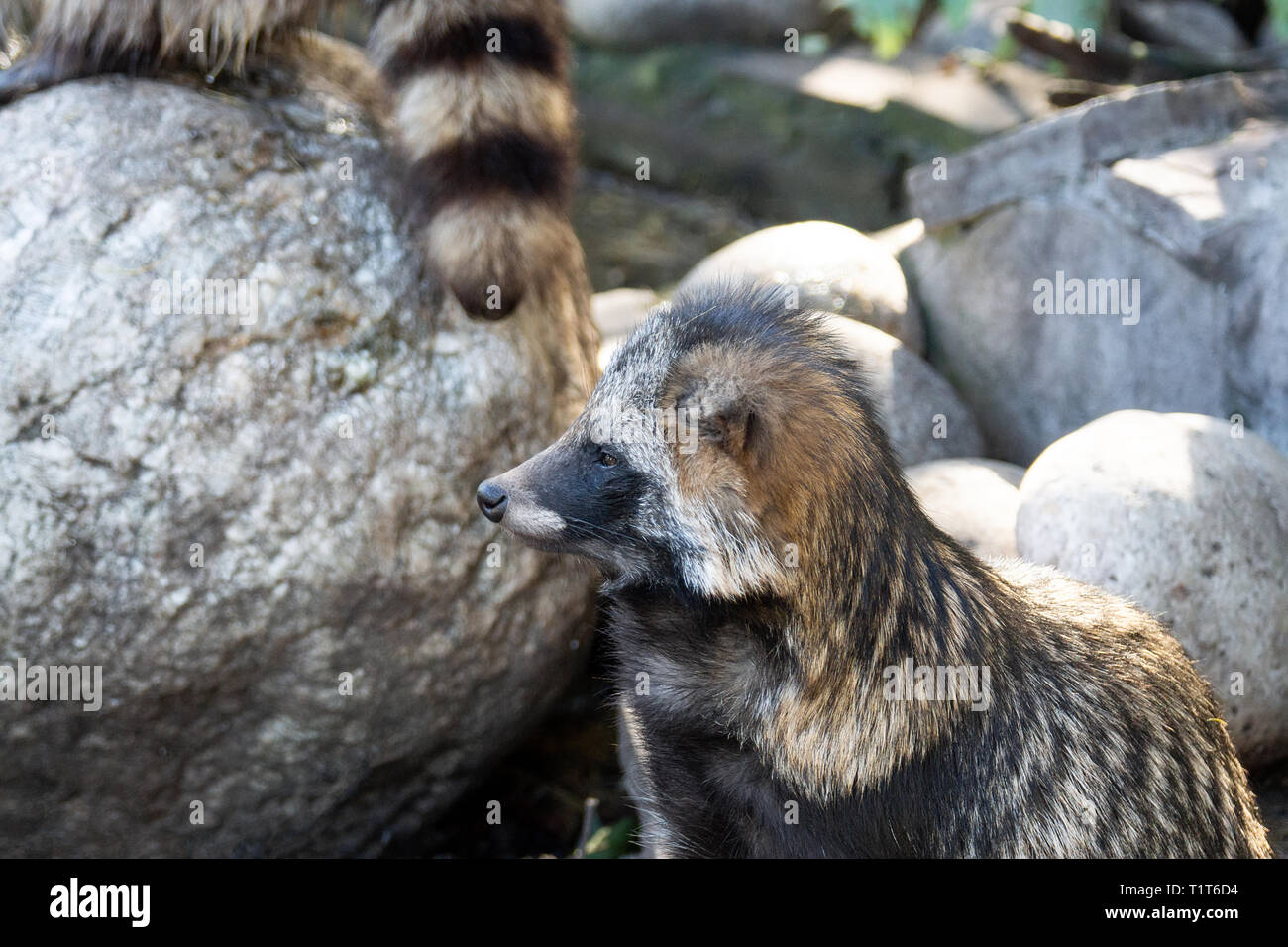 portrait of a raccoon sitting on the rocks in the zoo Stock Photo - Alamy