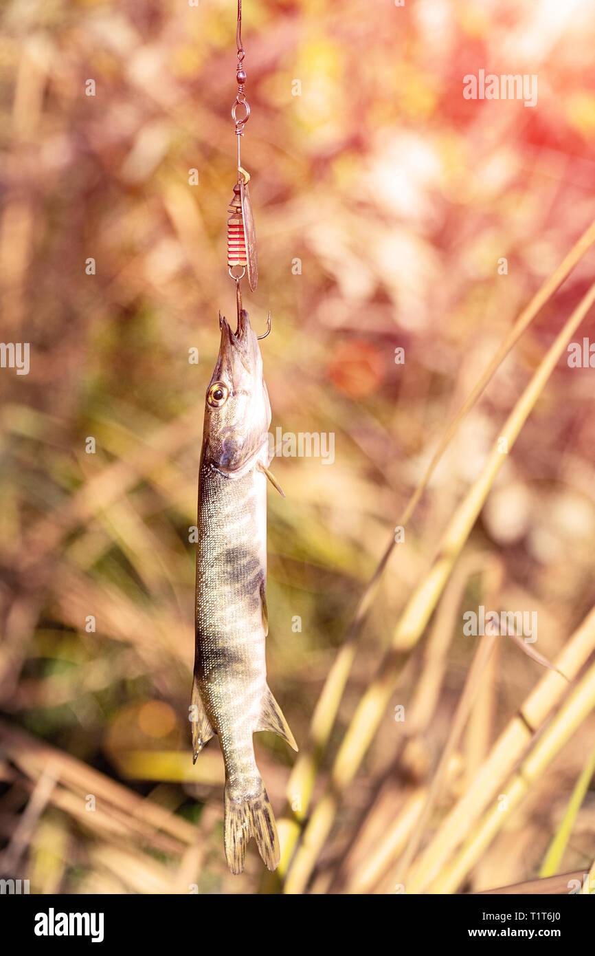 Little pike on a spoon spinner Stock Photo - Alamy