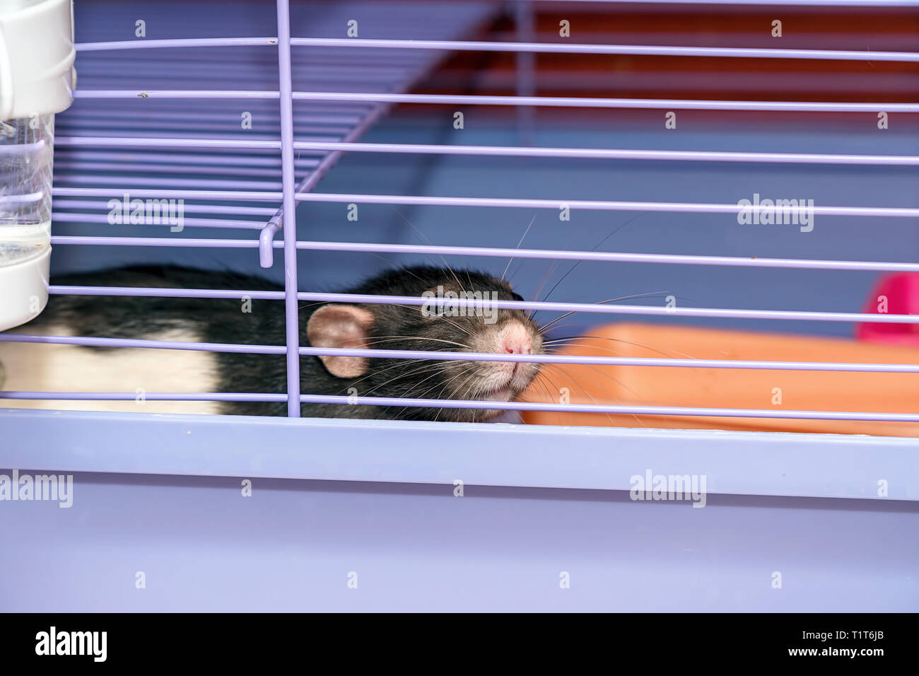 Lab rat cage hi-res stock photography and images - Alamy