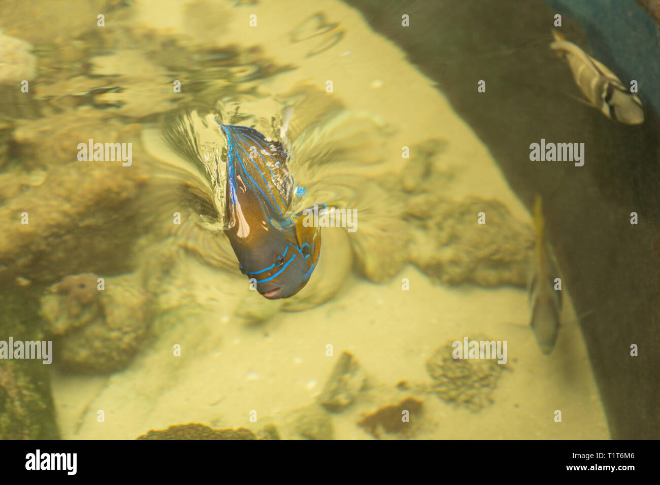 Blue ring angelfish Pomacanthus annularis . Marine fish Stock Photo - Alamy