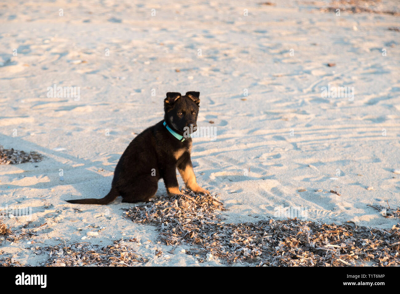 German shepherd puppy at the beach. Soft focus Stock Photo - Alamy
