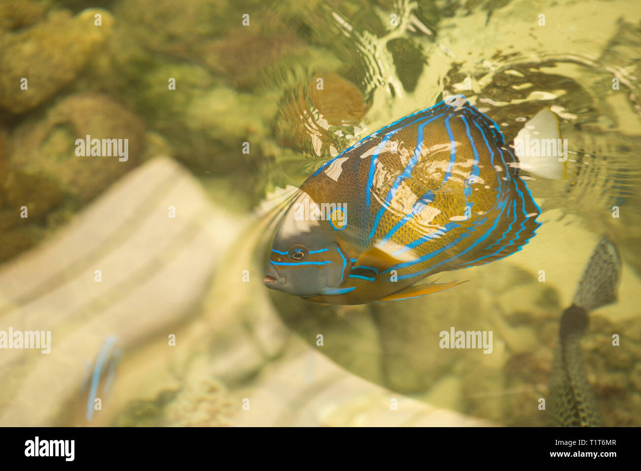 Blue ring angelfish Pomacanthus annularis . Marine fish Stock Photo - Alamy