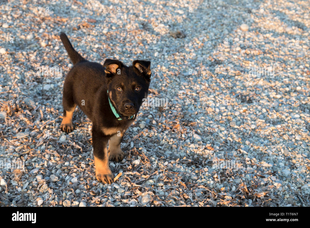 Are German Shepherds Soft