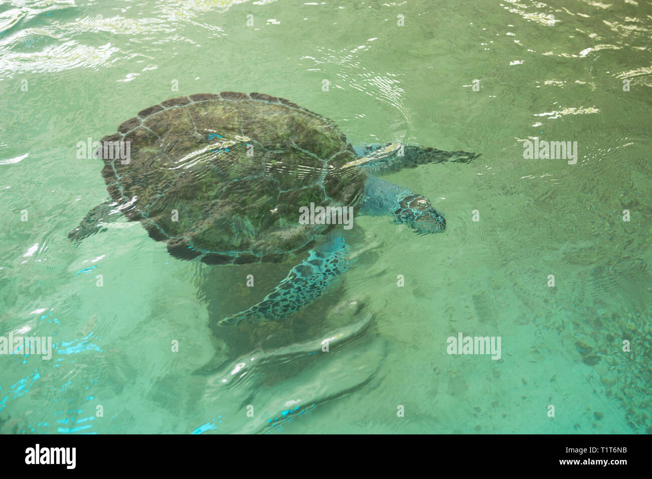 Turtle swimming in pool hi-res stock photography and images - Alamy