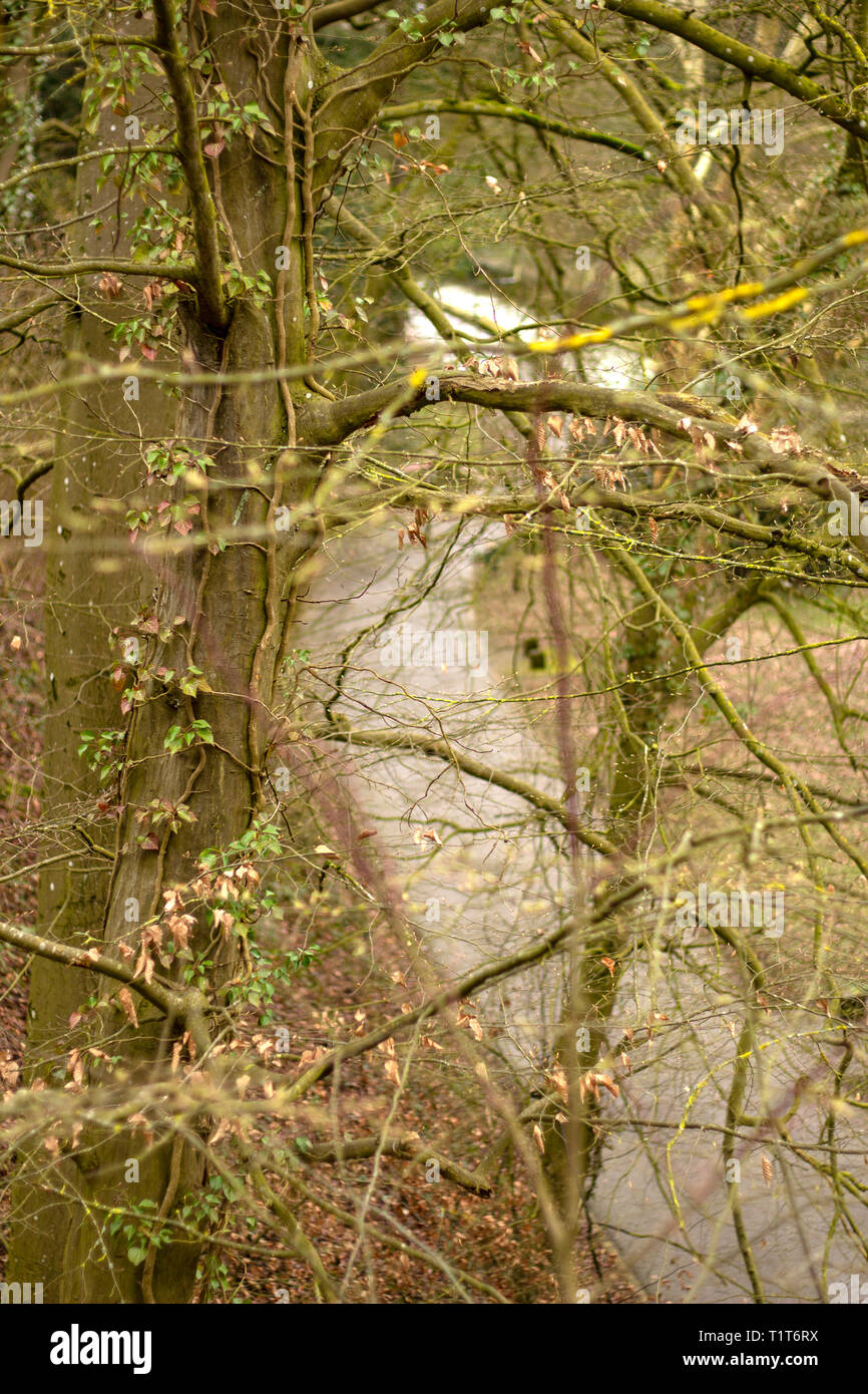A bright colored tree covers a running path in the woods in spring ...