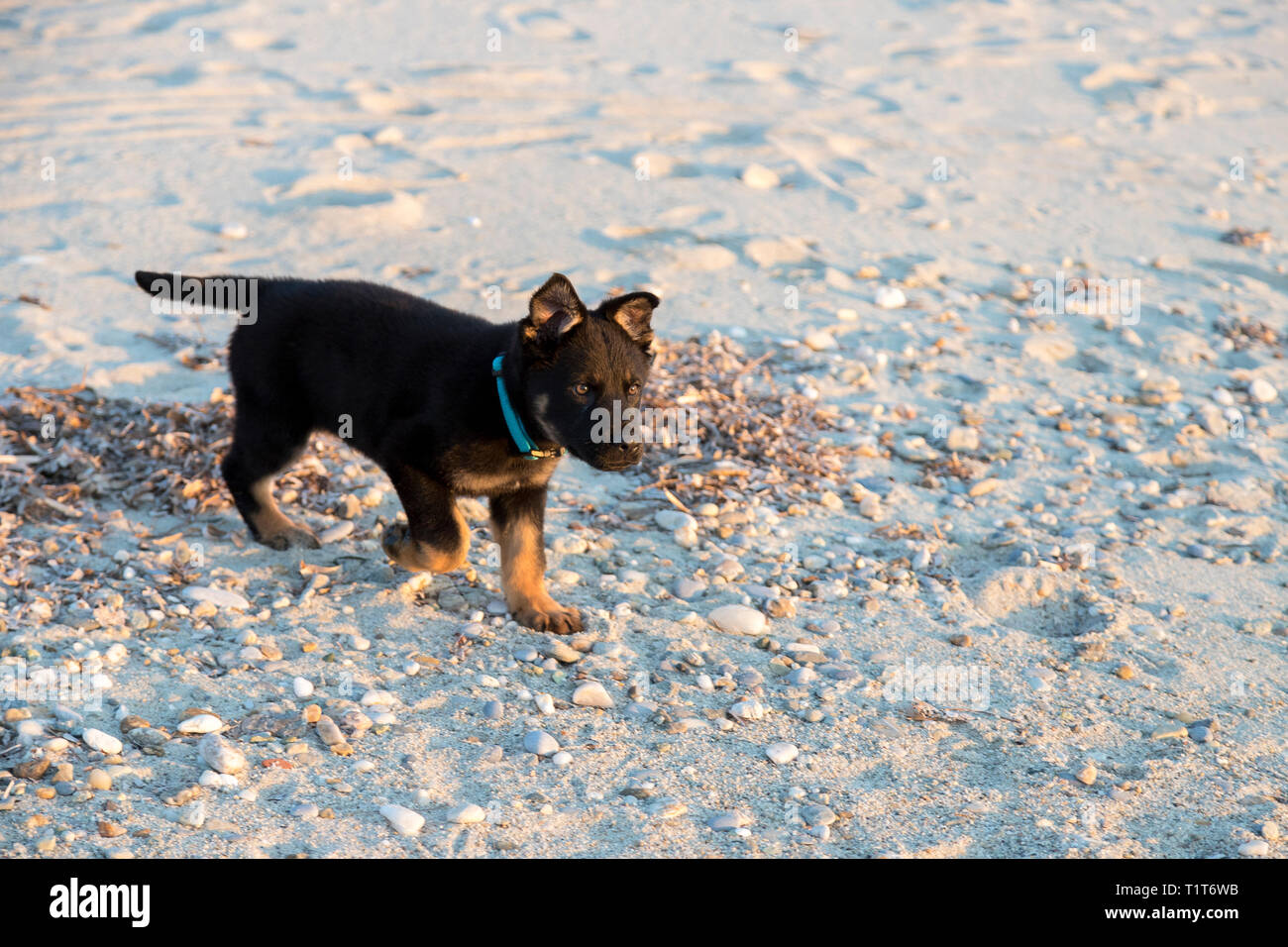 German shepherd puppy at the beach. Soft focus Stock Photo - Alamy