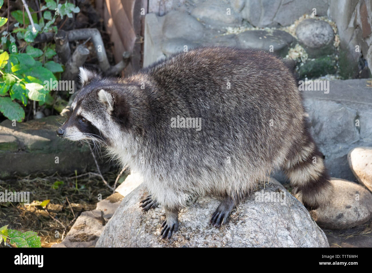 portrait of a raccoon sitting on the rocks in the zoo Stock Photo - Alamy