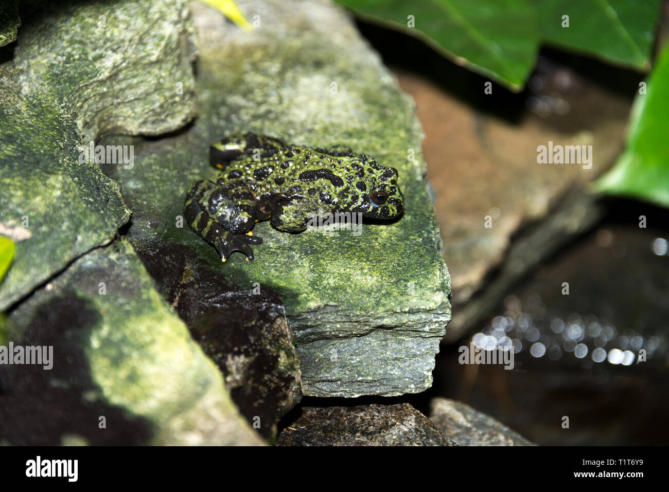 Oriental Fire-Bellied Toad (Bombina orientalis Stock Photo - Alamy