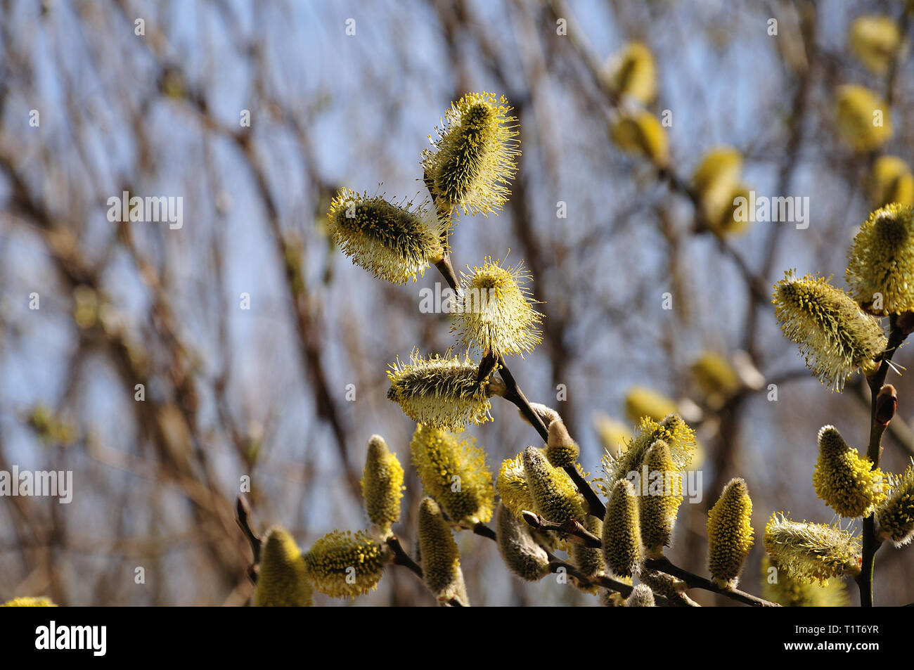 twig of a willow tree in forest with male catkins full with pollen ...