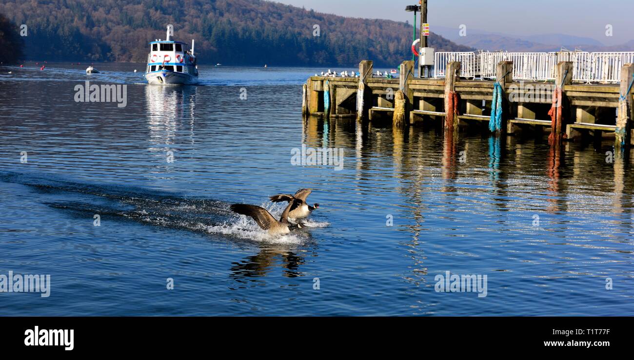 Canada geese landing on water hi-res stock photography and images - Alamy