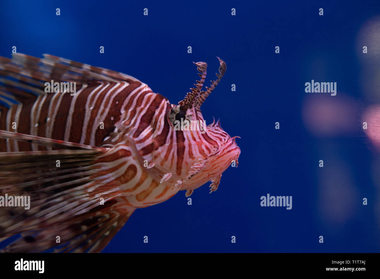 Zebra lion fish hi-res stock photography and images - Alamy