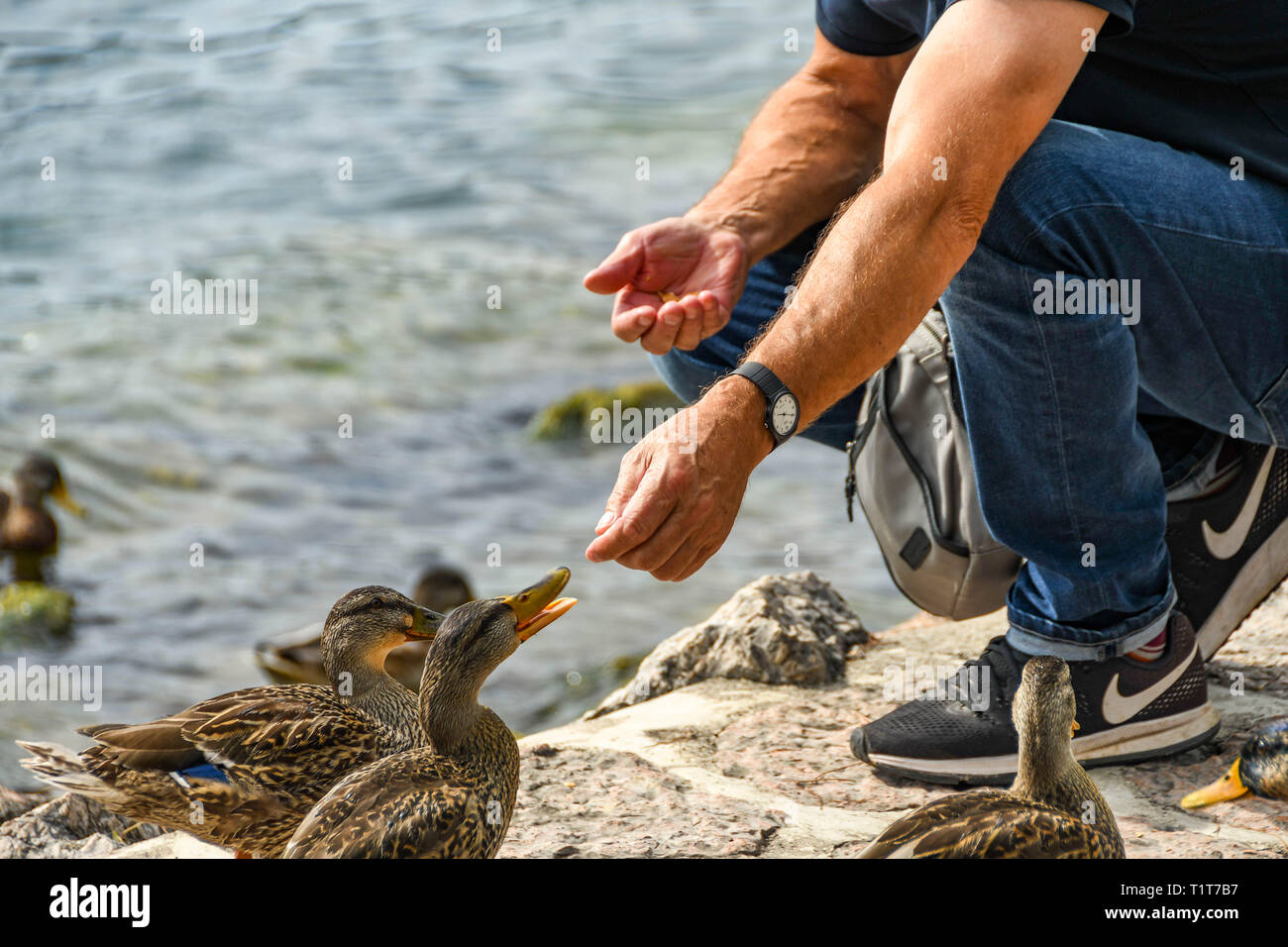 Man feeding duck hi-res stock photography and images - Alamy