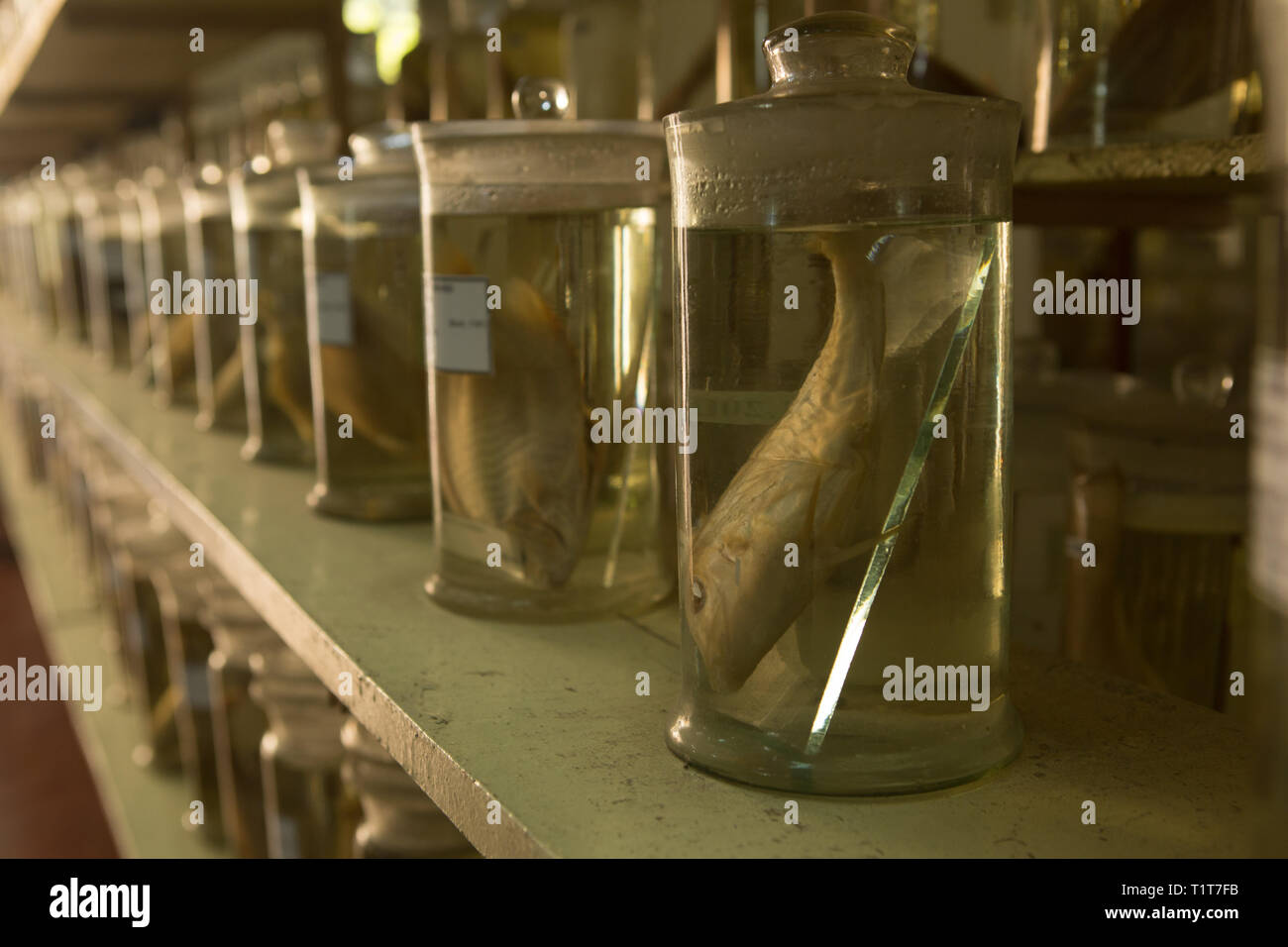 tubes with exhibits in the laboratory , conduct research , tubes Stock ...