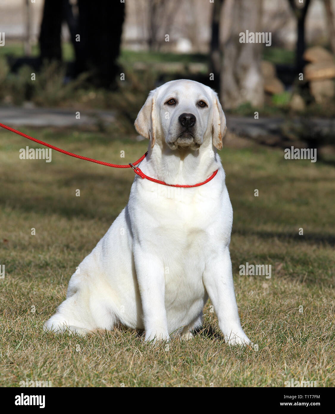 sweet yellow labrador sitting in the park Stock Photo - Alamy