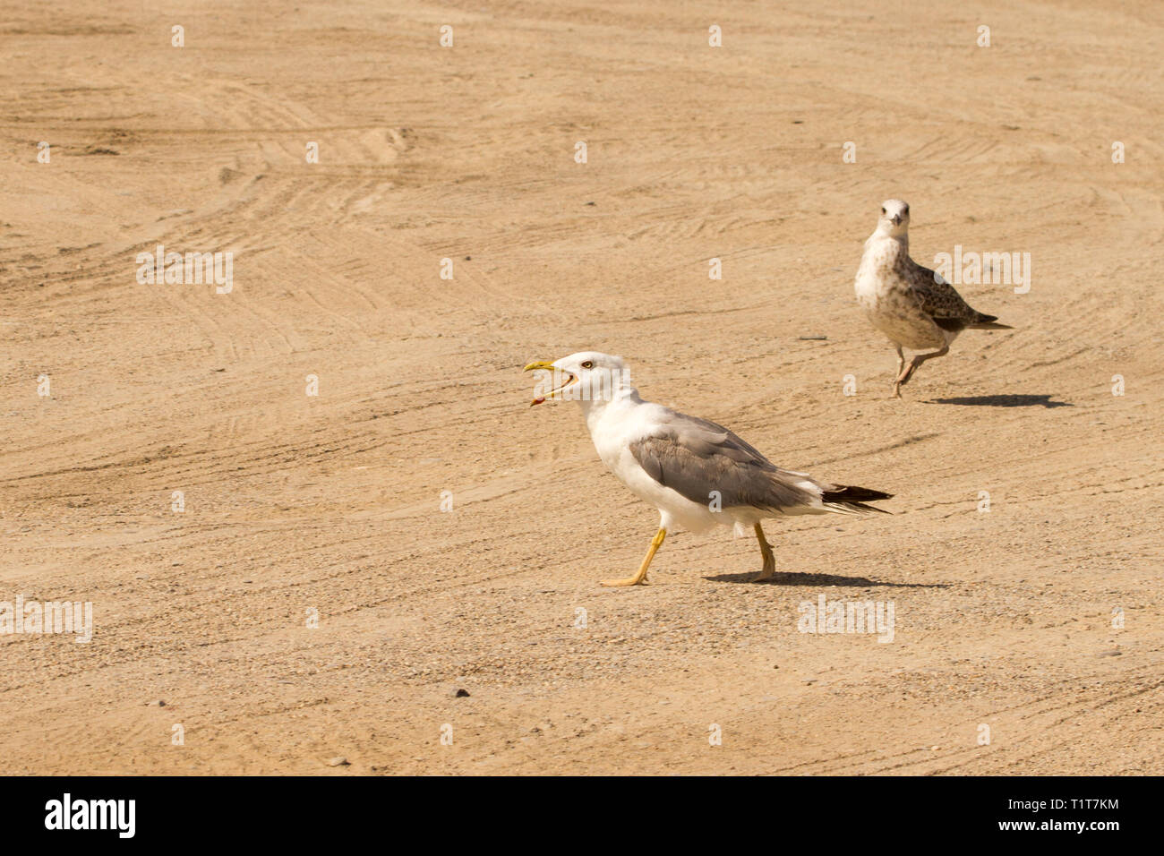 Big Seagull near the beach looking for food,Seagull Stock Photo - Alamy