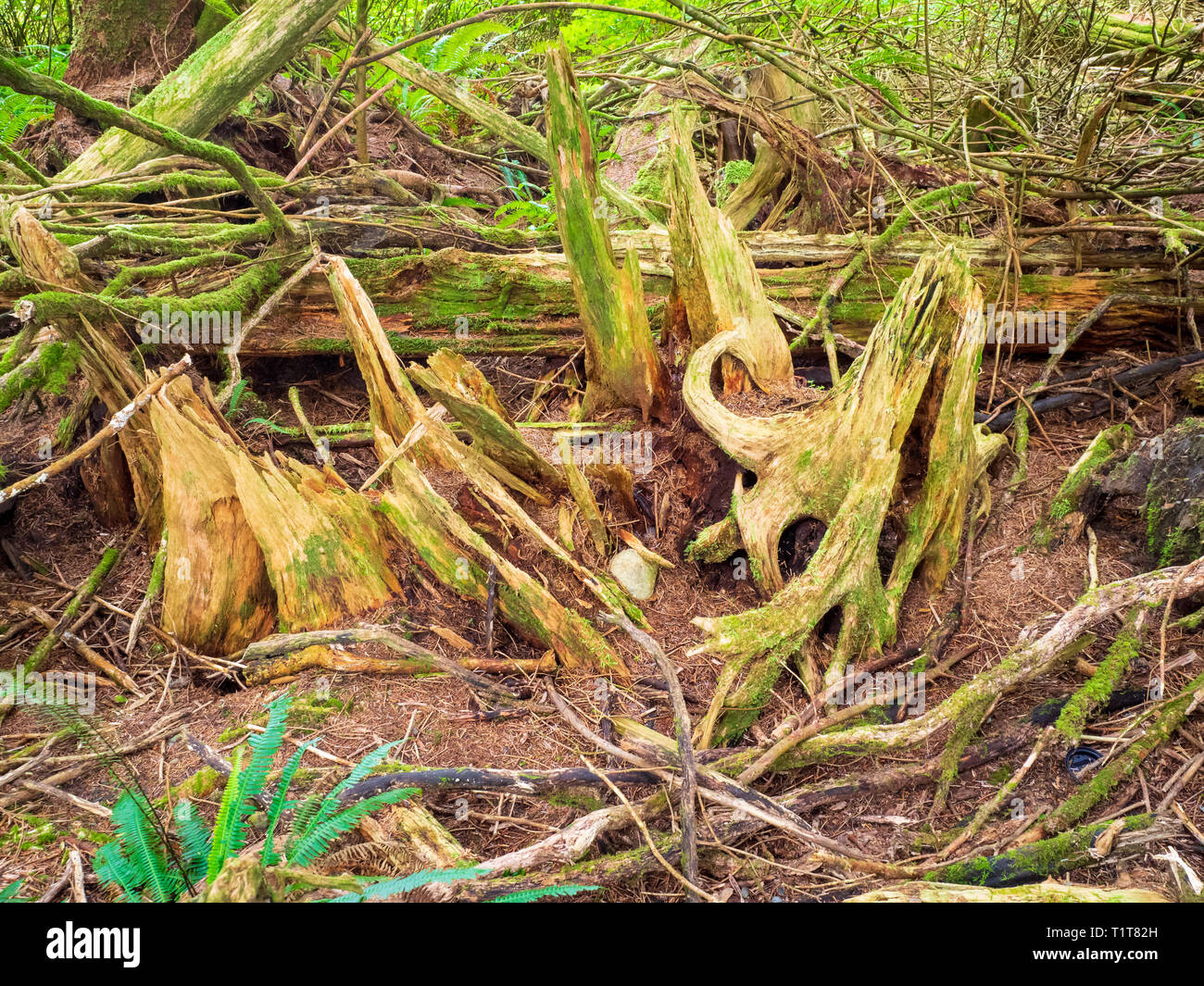 Stumpery hi-res stock photography and images - Alamy
