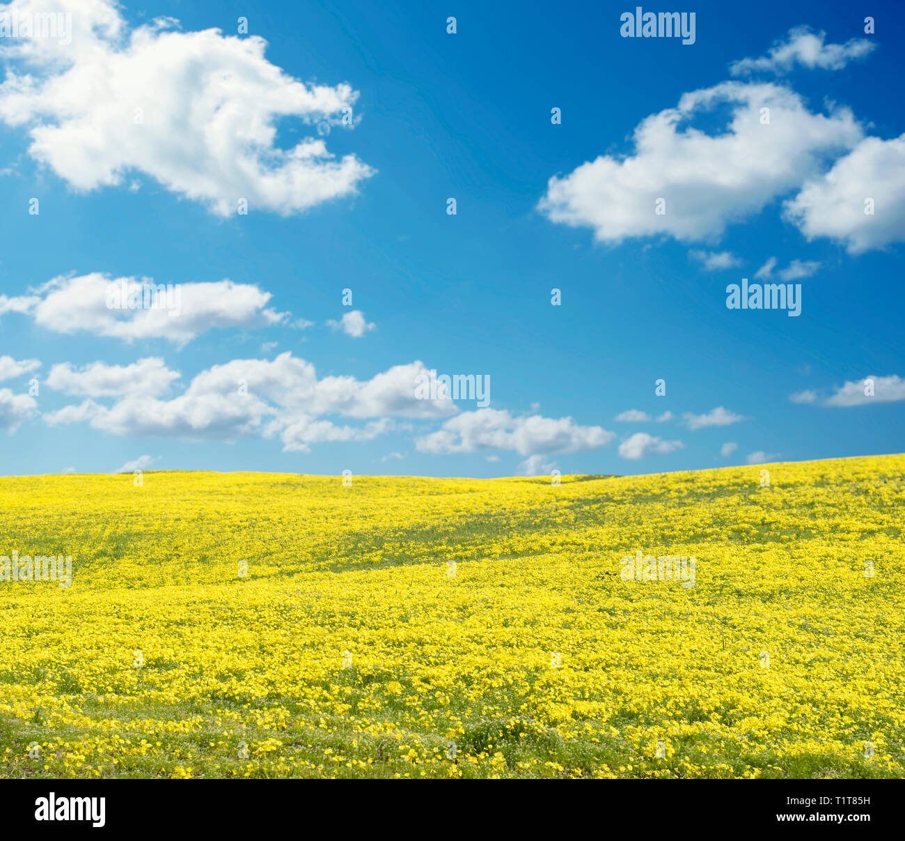 Beautiful field and sky hi-res stock photography and images - Alamy